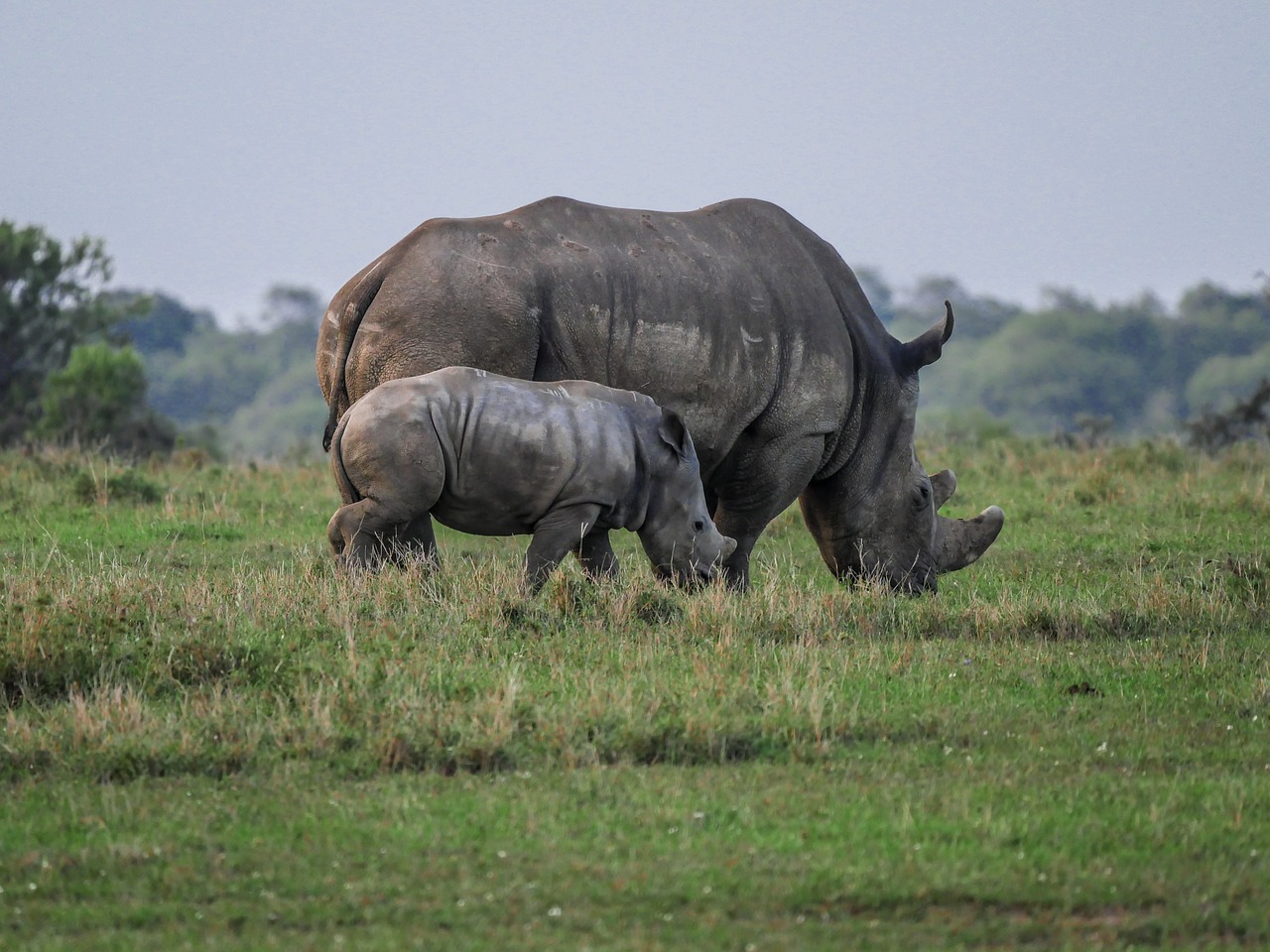 Where to spot a rhino in Africa | Endangered species